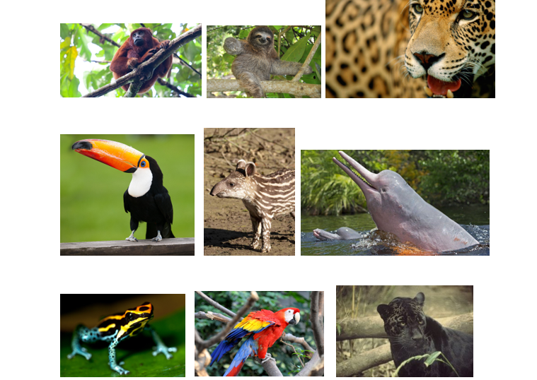 Summer Project: Make an Amazon River fact chart – Thay Paul's Notes