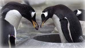 The Perfect Penguin Quiz – Thay Paul's Notes