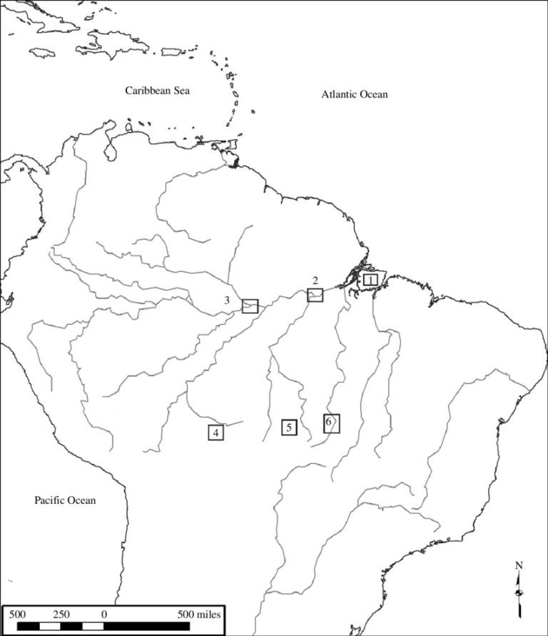 Summer Project: Make an Amazon River fact chart – Thay Paul's Notes